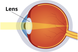 Eye Anatomy- Structure, Function & Parts of the Human Eye
